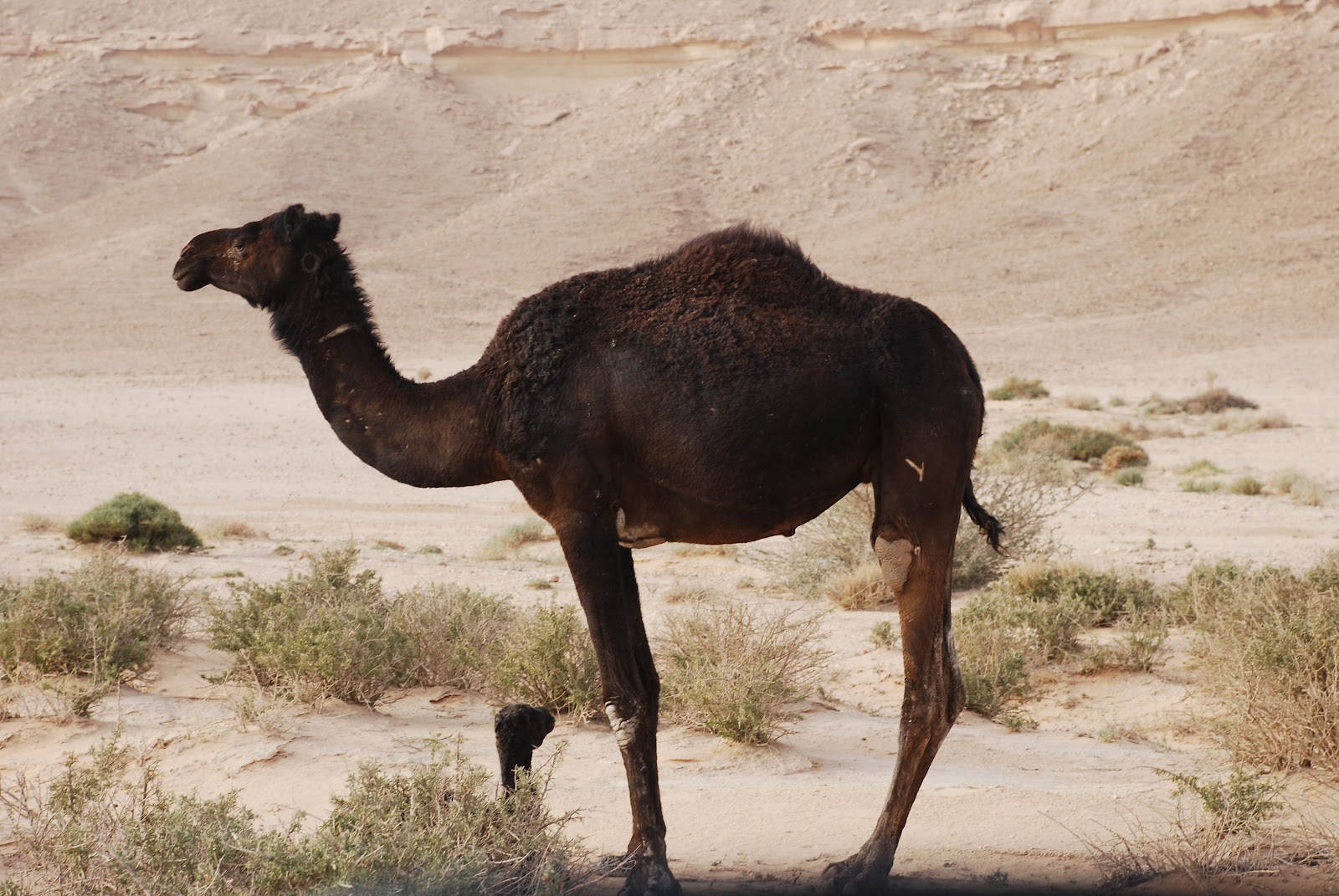 Middle East Mosaic: Riyadh and the Desert