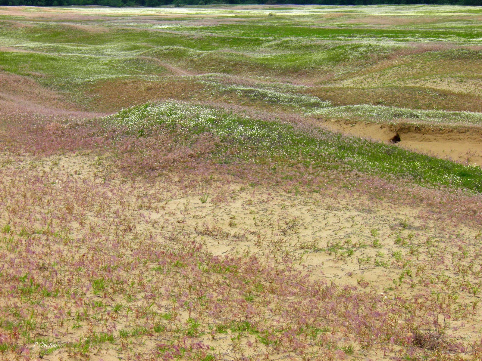 PASARI DIN ROMANIA: PRIGORIE, Merops apiaster