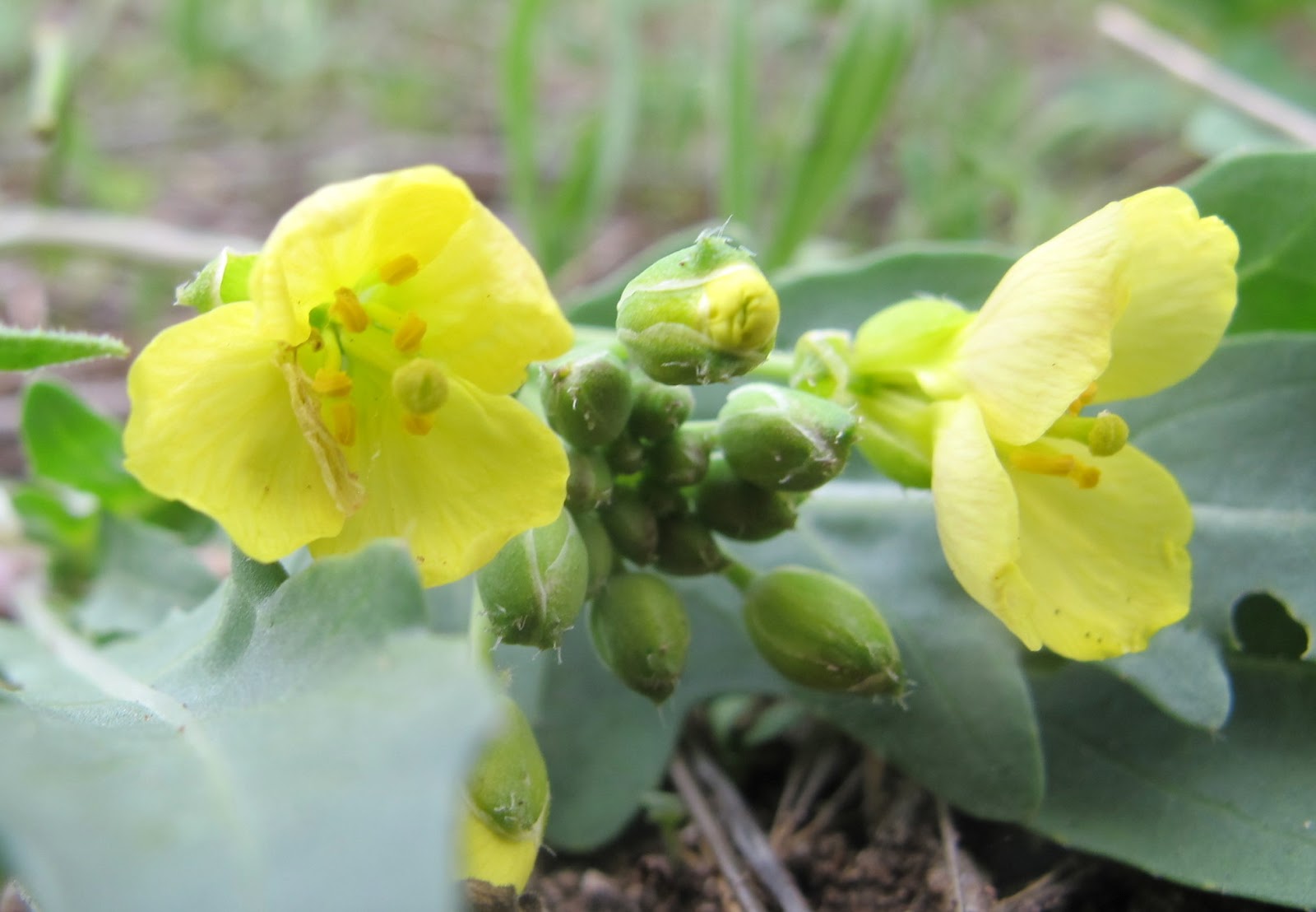 FLORA NEL SALENTO e.. anche altrove: Diplotaxis tenuifolia (L.) DC ...
