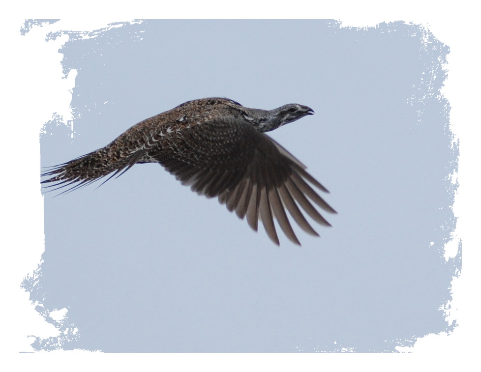 Chuck Robbins-Outdoors: Grand Poopah Shootist: Lord Ripon...