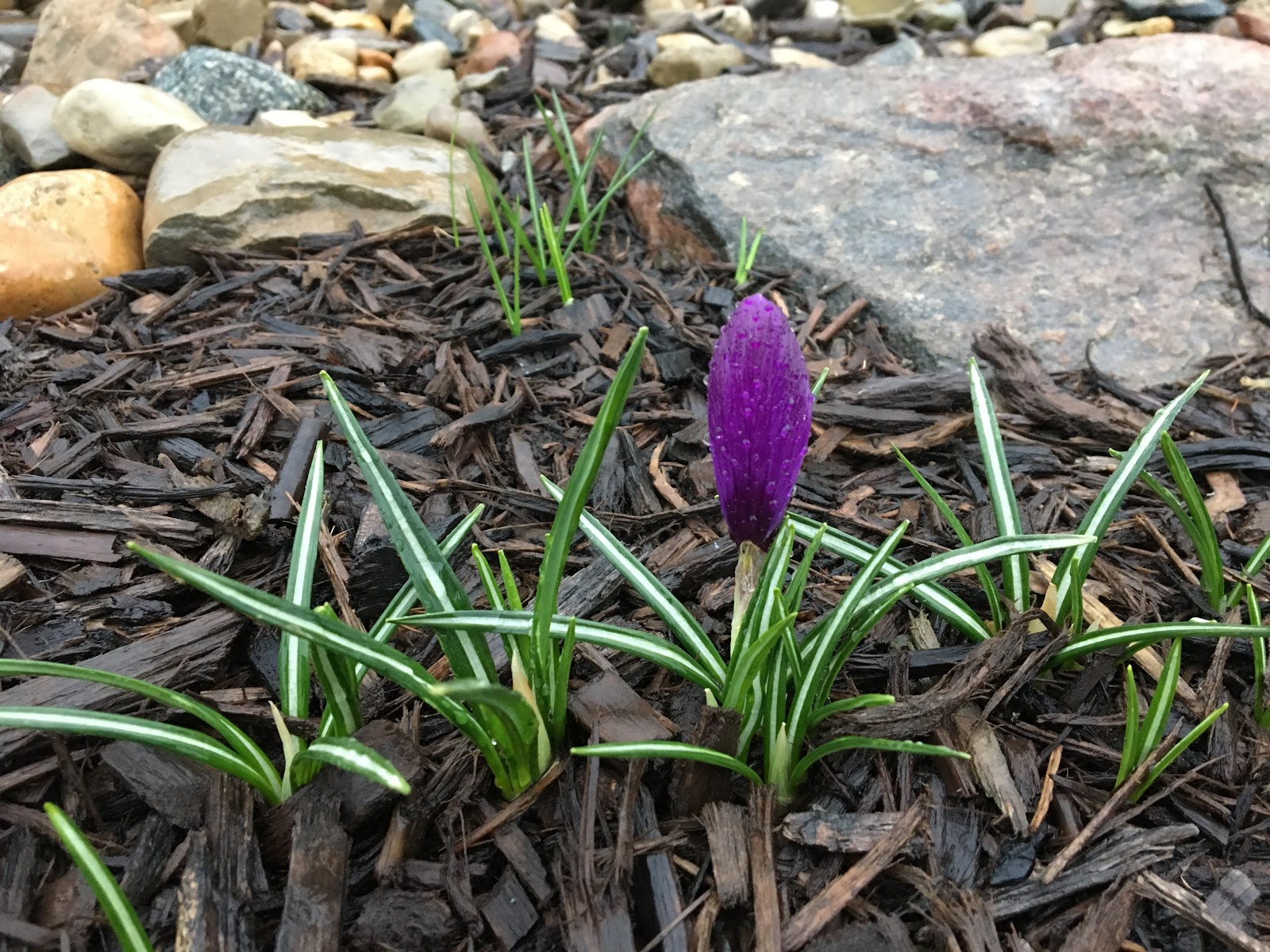 Spring Mulch Before Week of Freezing Temps [Backyard Neophyte ...