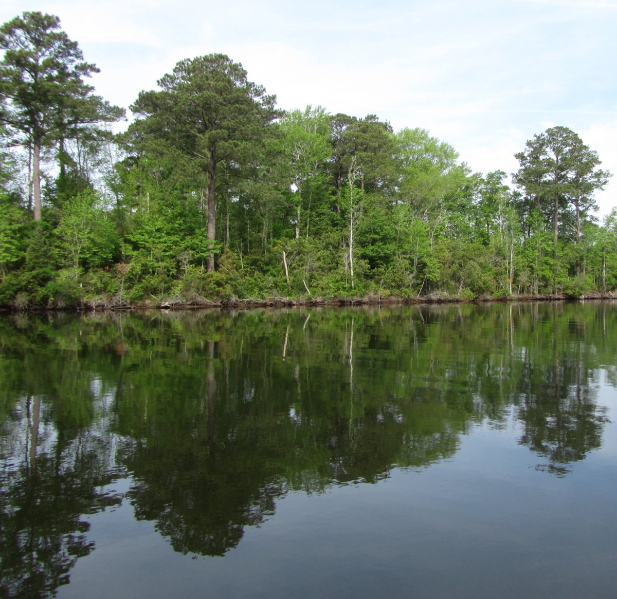 Lollygag AFTER The Loop: Pungo River - Alligator River Canal, NC; April ...