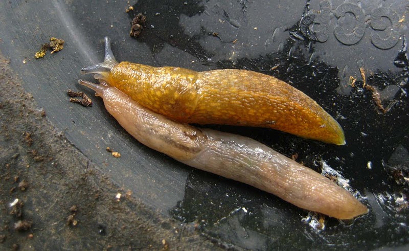 NGÀY MỚI: Cách diệt trừ con Nhớt - Slug