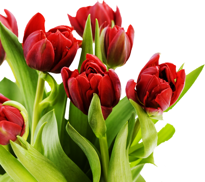 Elisa's Creations.: Rode Tulpen(29)