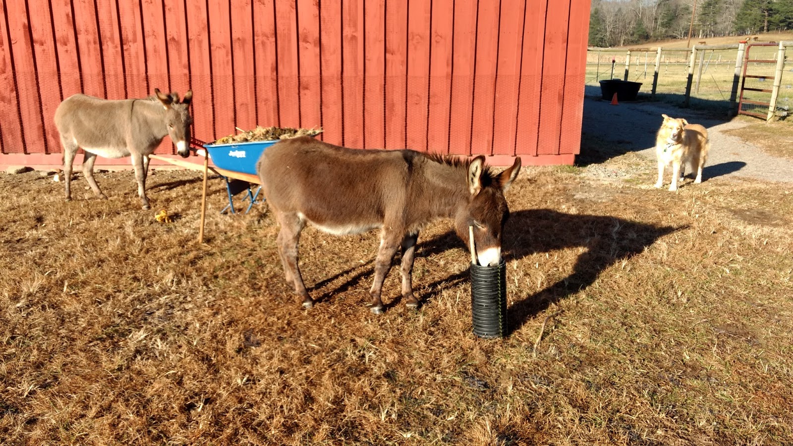 Our Tiny Farm in Western NC: Pictures of Our Mini-Donkeys