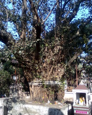 SRI VIJAYAGANAPATHI: Religious and Medicinal plants -3 ASWATHA VRUKSHAM ...