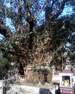 SRI VIJAYAGANAPATHI: Religious and Medicinal plants -3 ASWATHA VRUKSHAM ...