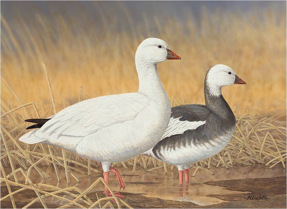 Waterfowl: Anser rossii