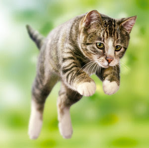 Wallpaper-HD-Blog: Jumping Cats