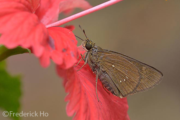 Butterflies of Singapore: Life History of the Conjoined Swift