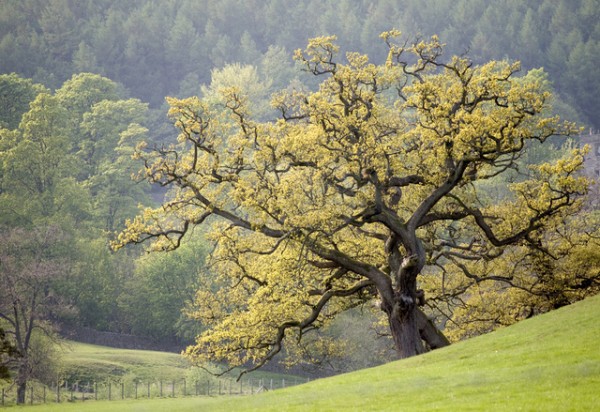 Flores e Jardins, plantas, jardinagem e paisagismo: Uma árvore de ...
