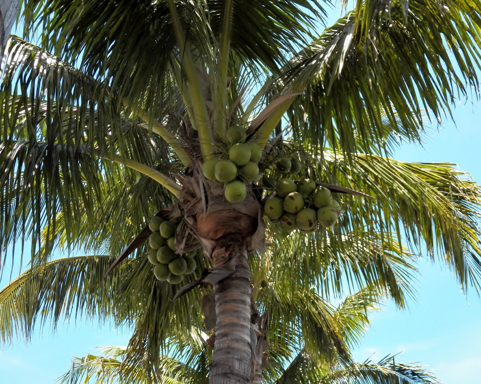My Backyard: Pine Island Day Trip