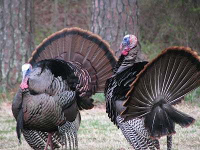 Turkey Feeders at Bear Trace - TURFHUGGER