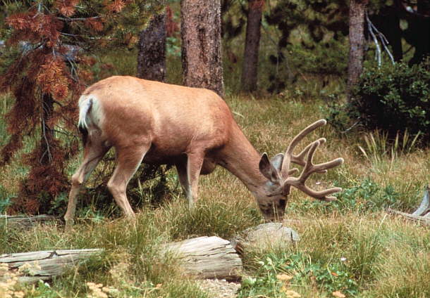 MINISTERIO AMOR DIVINO: Siervo de Dios