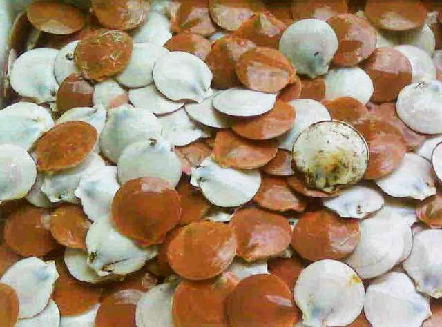 [JUAL/BELI] Kerang Simping 150Kg/Hari Harga Terbaik - RUJUKANMU