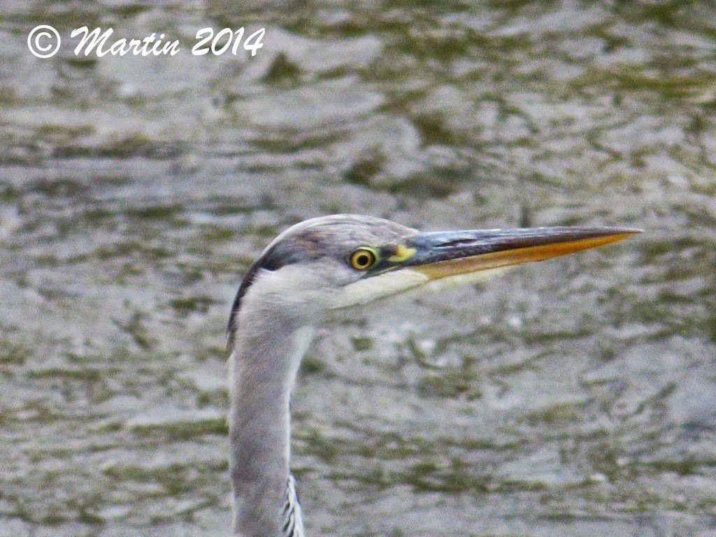 Miradas Cantábricas: La Garza Real que se fotografio una vez al dia...