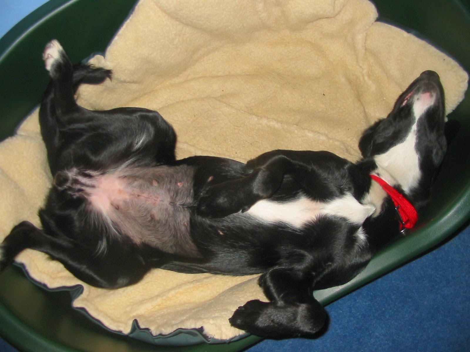 Secret Quaker: Quaker dog-training. How good are we?