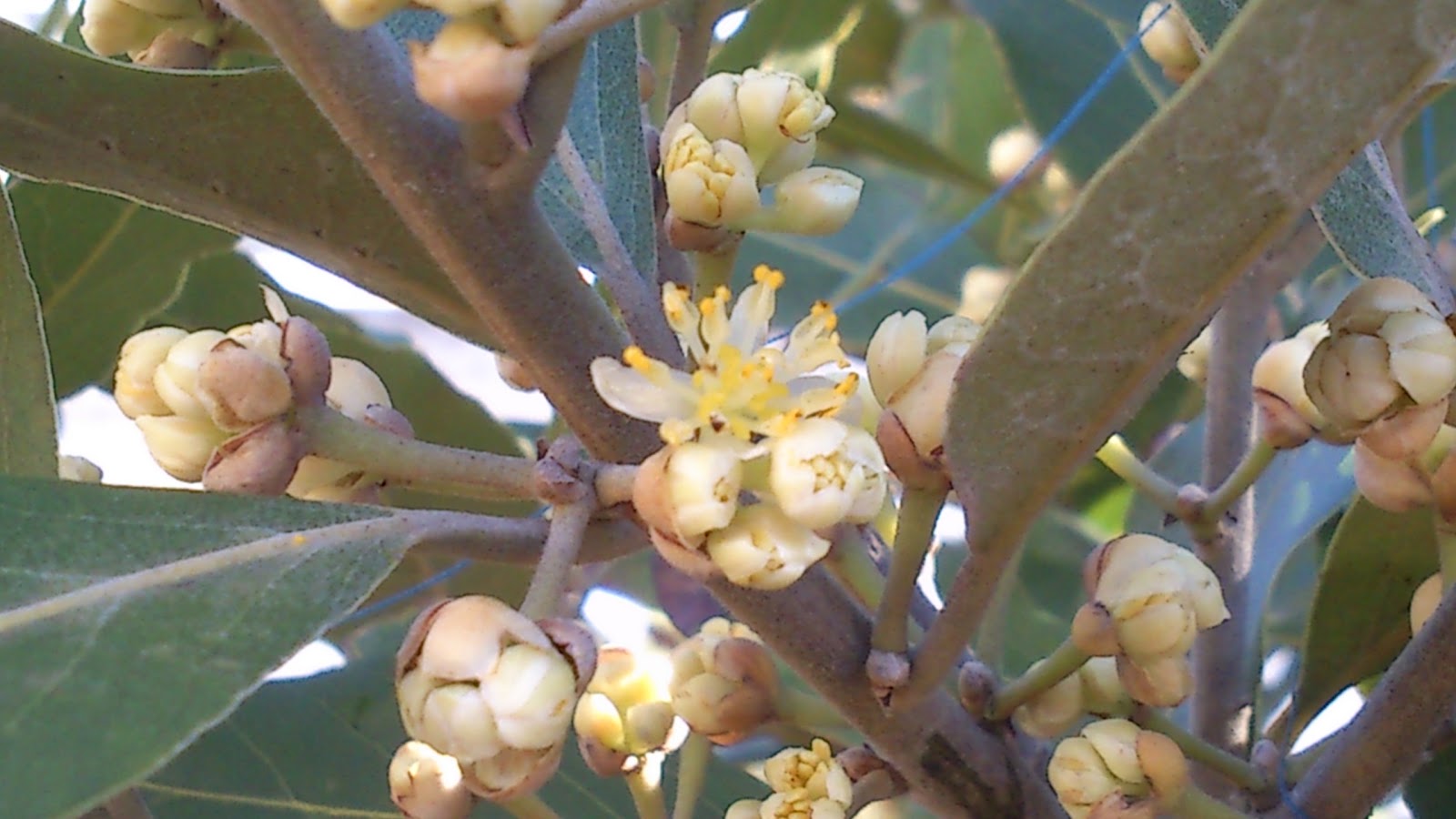 Guía Didáctica de Flora del Jardín del IES La Laboral: Laurel o Loro