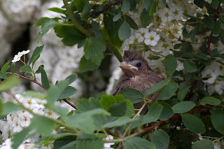 Ann Brokelman Photography: Northern Cardinal - male female and a newly ...