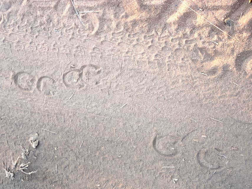 Nature Drawing and Journaling Trips : A Final Cruise Through Kruger