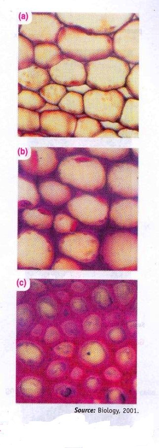 Structure And function Of Plant Tissue Cortex - New Science Biology