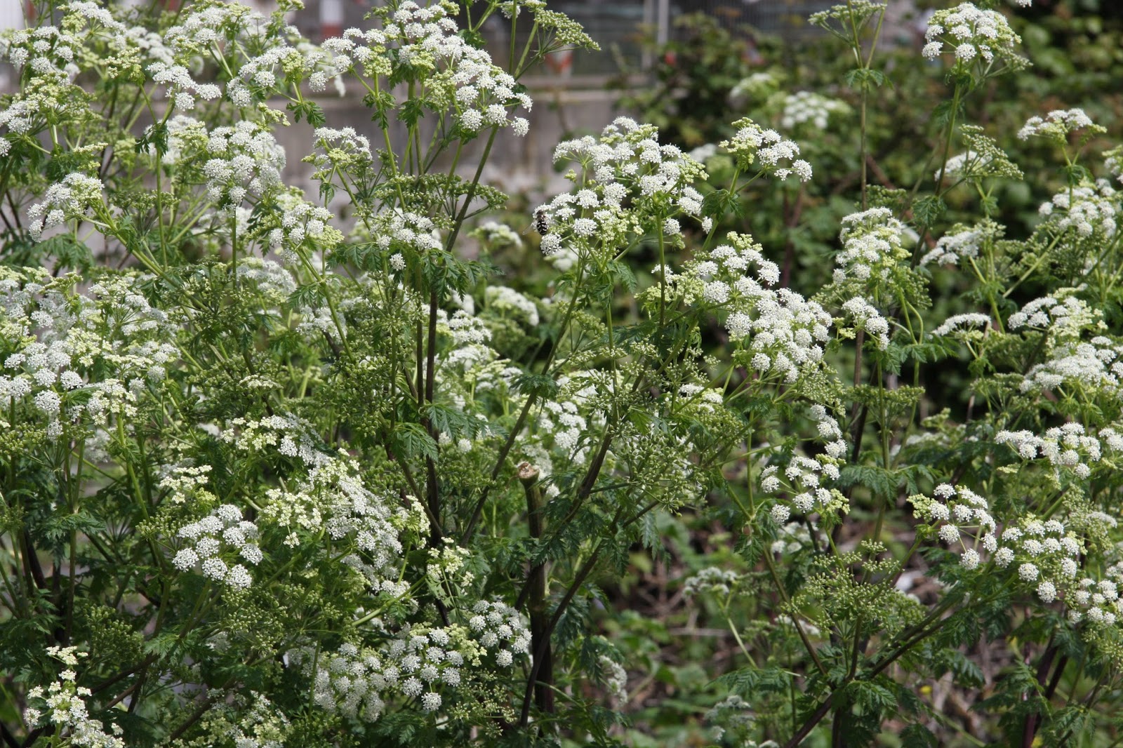 BotanikaSestao: La Cicuta