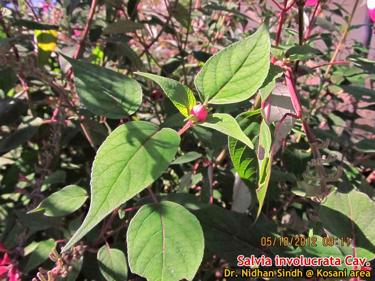 Medicinal Plants: Salvia involucrata, Rosebud Sage, trolltopp