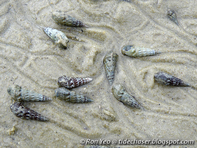 tHE tiDE cHAsER: Horn Shells & Creeper Snails (Phylum Mollusca ...