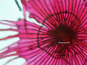 Microscope World Blog: Apple under the Microscope