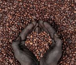 Café de Angola - Exportación de café aporta a Angola dos millones de ...