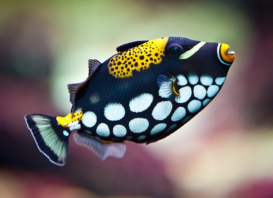 Clown Triggerfish