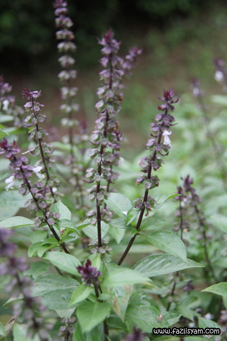 Biji Selasih, Khasiatnya Yang Pengasih - orangmuo.my