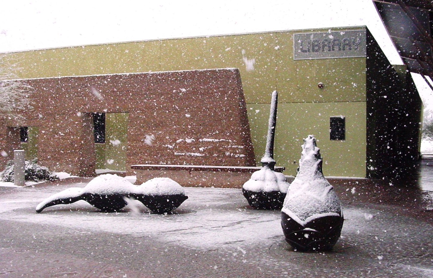 Tucson Daily Photo ~: Snow pods