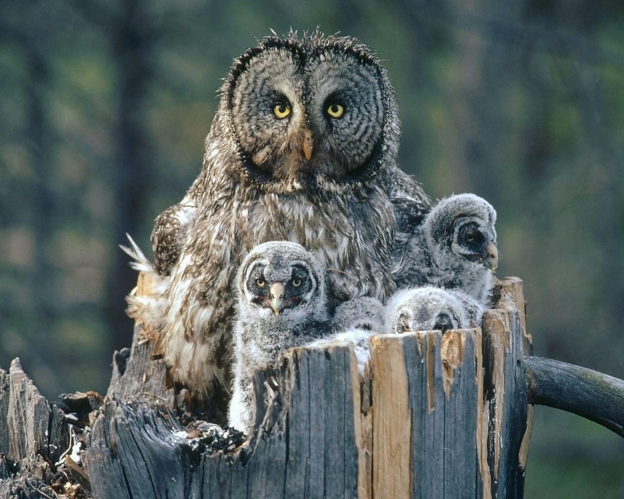 Our Beautiful World: Cute Birds
