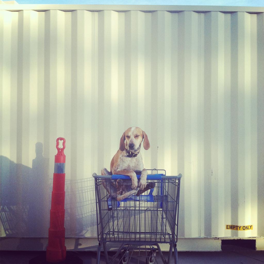 Maddie the Coonhound standing on things (35 pics) | Amazing Creatures