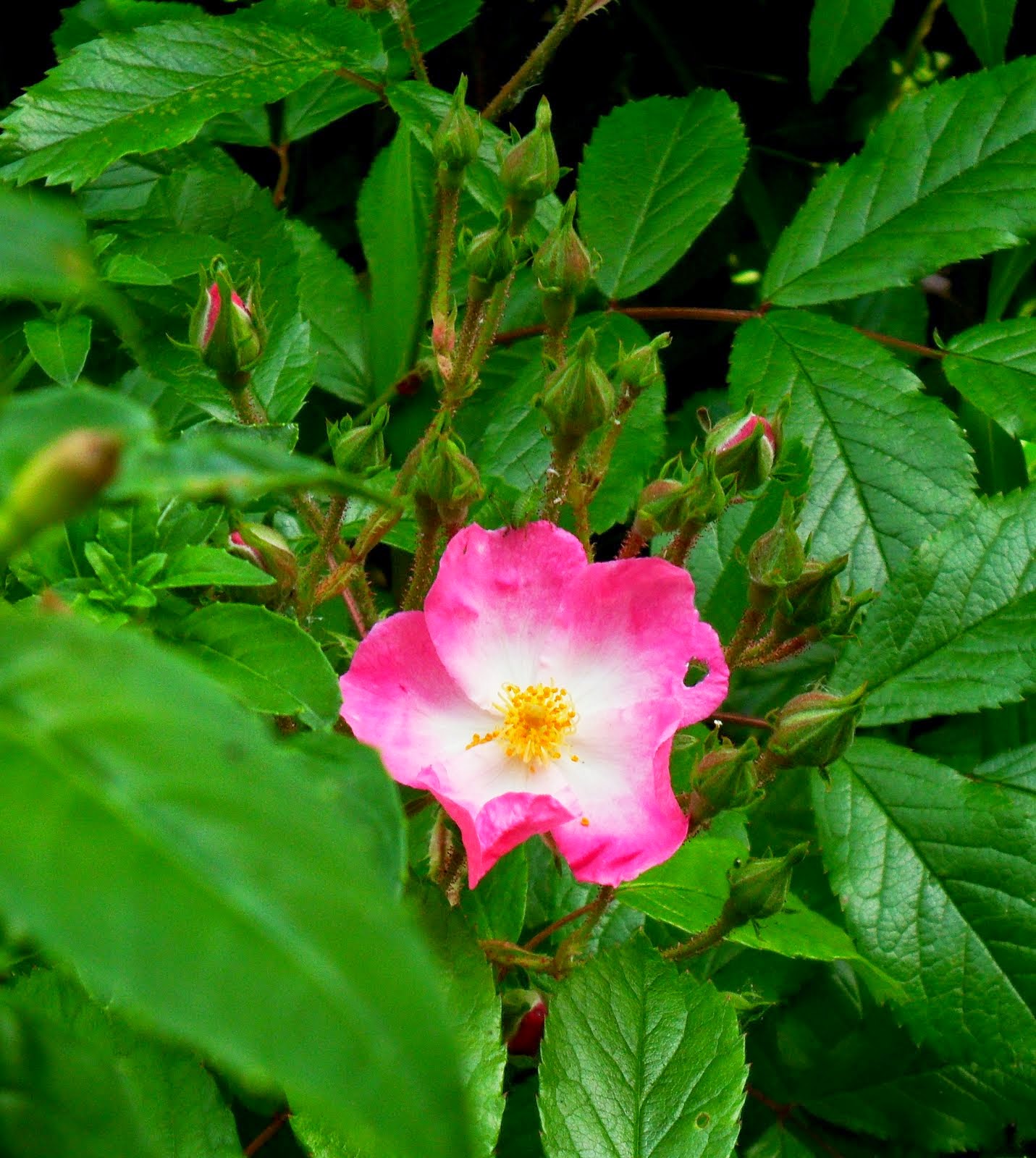 gillyflower: Roses, Gingham and Vintage Damask