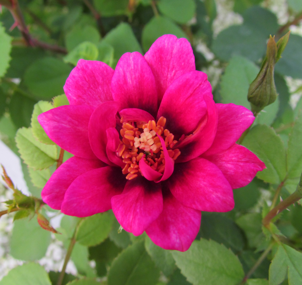 Rose Hybridizing: Hulthemia with Unusually Shaped Petals