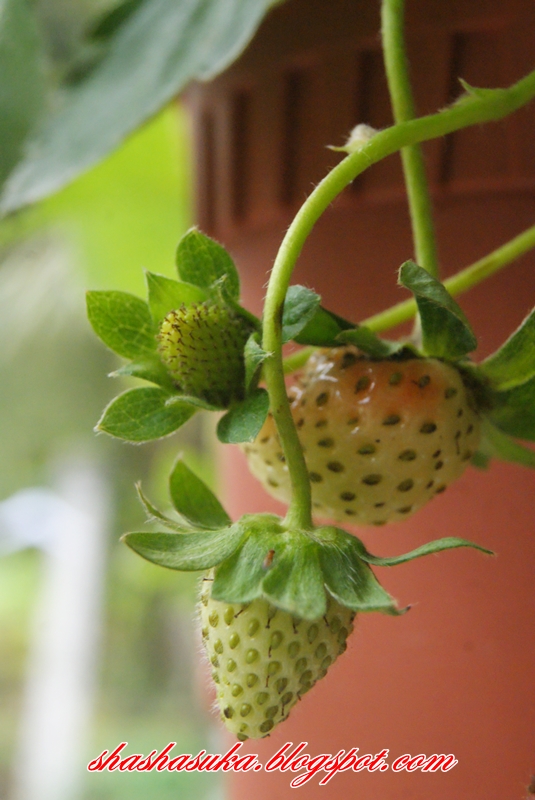 HoBi & KoleKsikU...: Pokok Strawberry