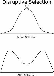 Biology Vocabulary Terms: Evidence of Evolution