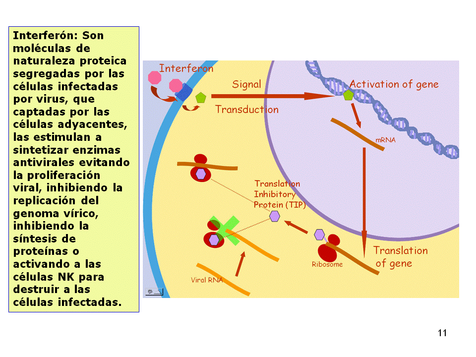 Apuntes de Biotecnología: Interferones y linfoquinas