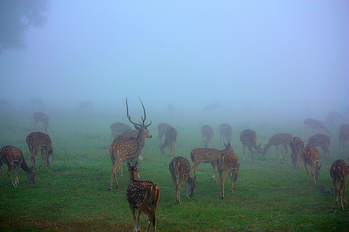 best photos 2 share: 8 Awesome Pictures of Deer