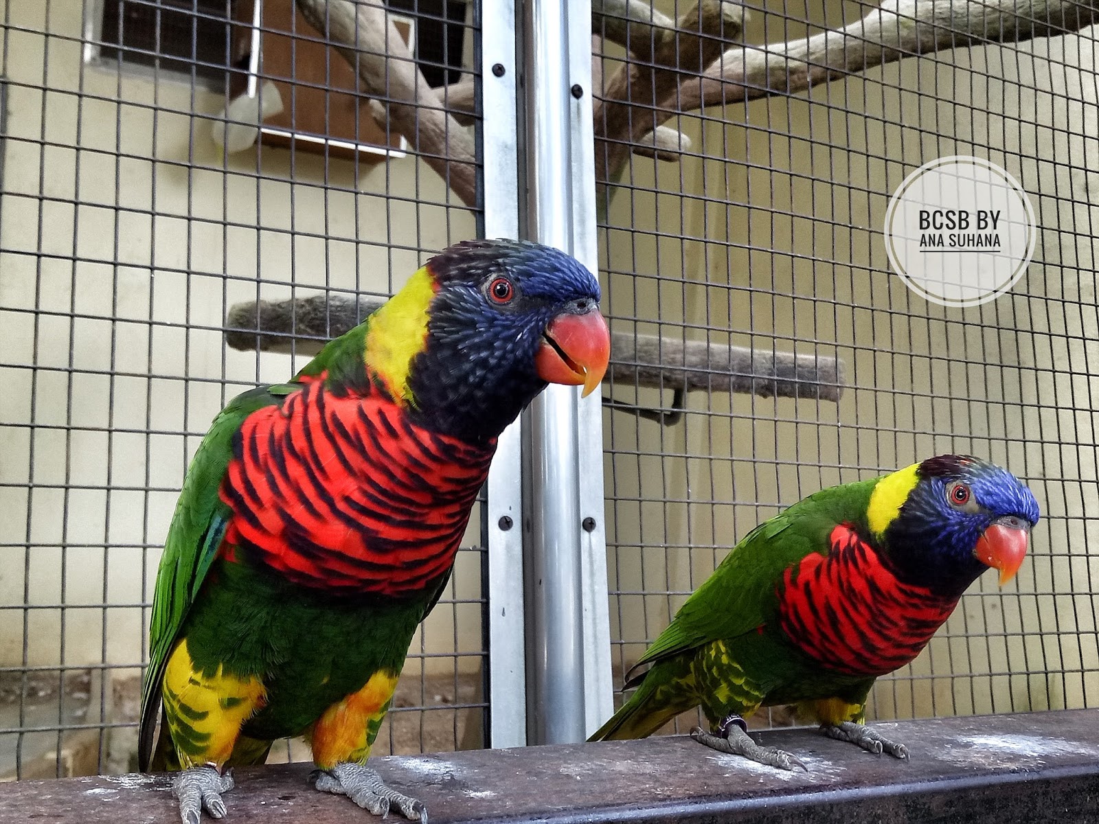 Jalan-jalan di Taman Burung Kuala Lumpur (KL Bird Park) - Ana Suhana
