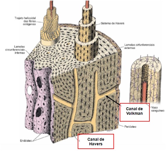 ARTIGOS EM MEDICINA: PL1 TECIDO ÓSSEO