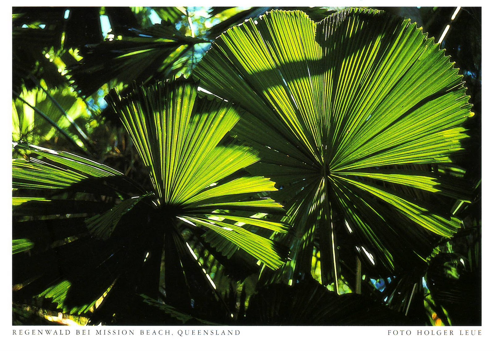 Moonlights UNESCO WHS Blog: Australia - Wet Tropics of Queensland