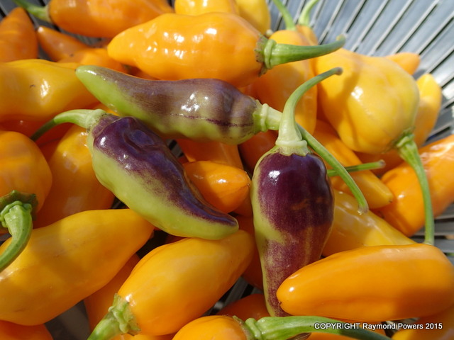 PURE FLORIDA: NEW !!! DATIL PEPPER SEEDS FOR YOUR 2018 GARDEN!. CLICK HERE!