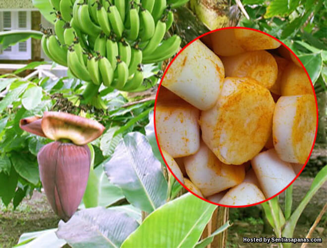 Khasiat Dan Manfaat Batang Pisang Untuk Kesihatan