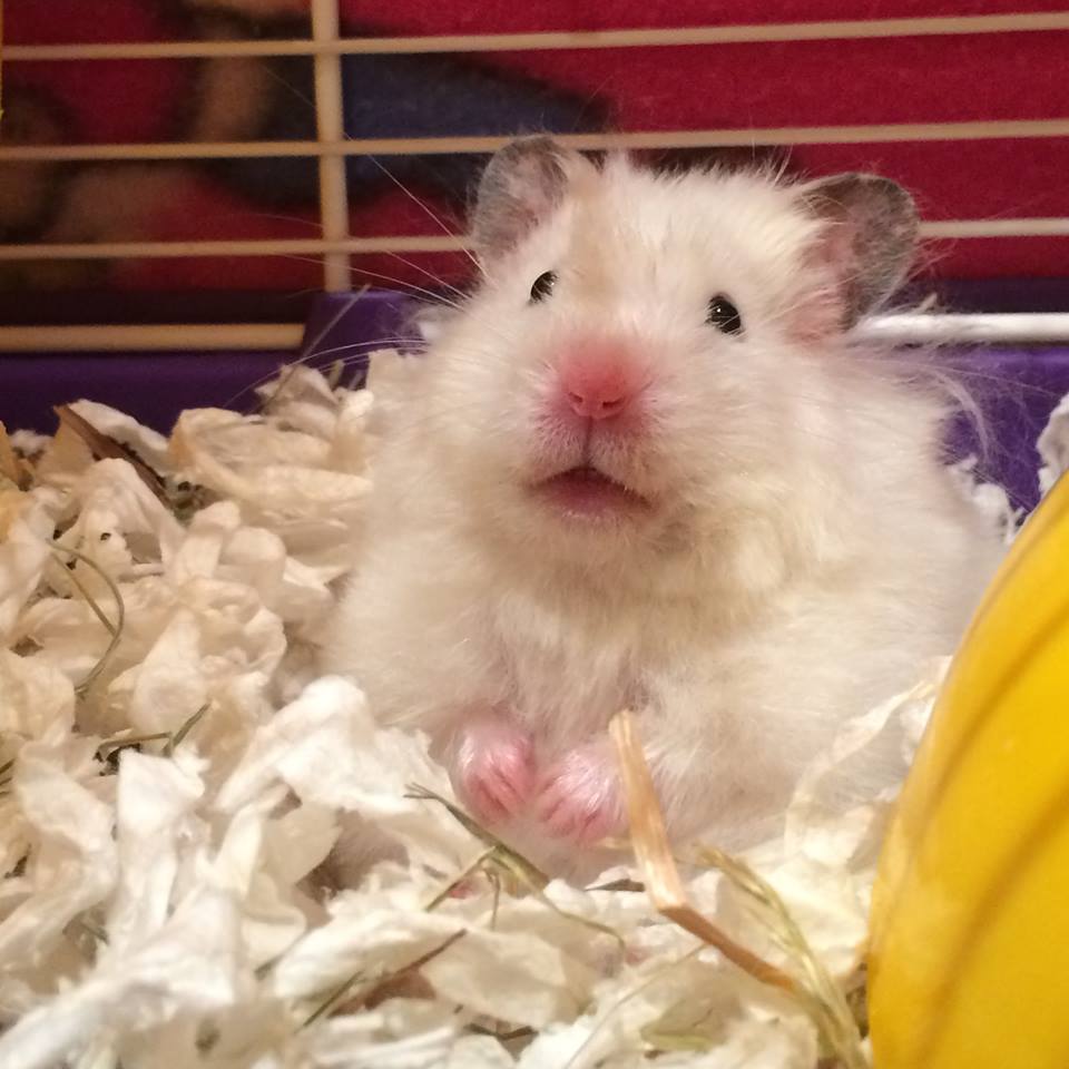 Mis hamsters favoritos.: abril 2017