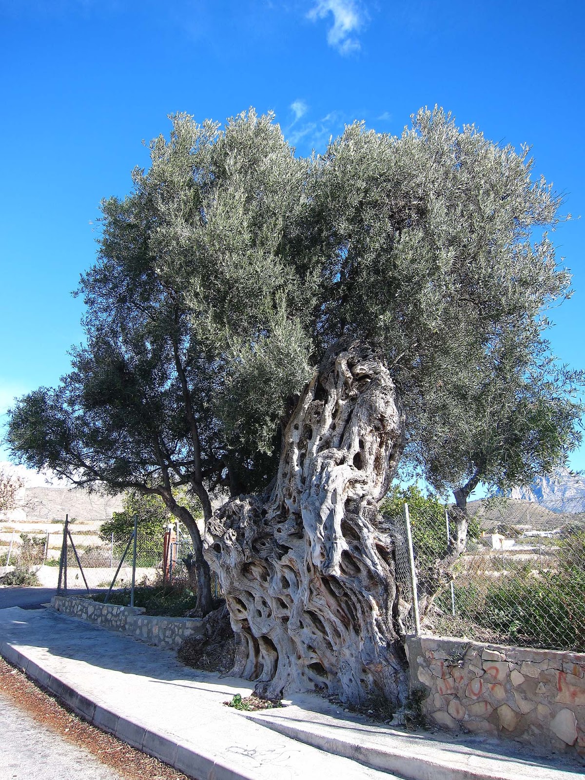 La Finestra de Fidel: Árboles Monumentales de La Vila Joiosa: la ...