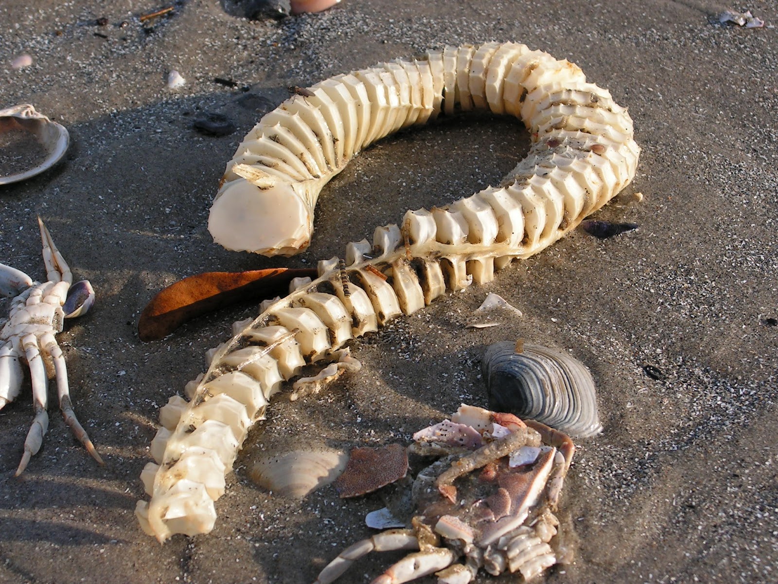 Lenten Fridays: Seashell Break