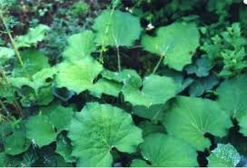 Plante medicinale utile